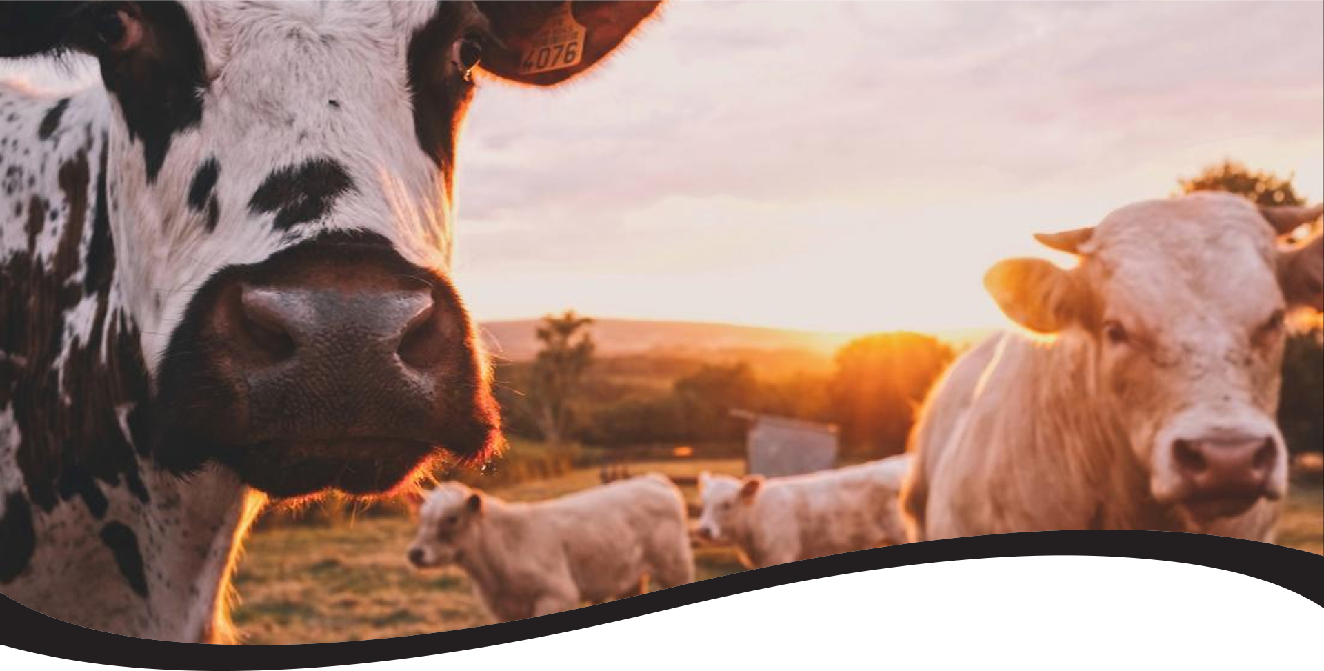 Livestock Supplier | Buying & Selling Livestock - Livestock Trader